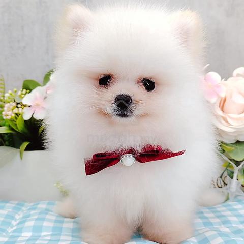 Super Small Tiny Mini Pomeranian Puppy Dog *MJ41 - Pets for sale in ...