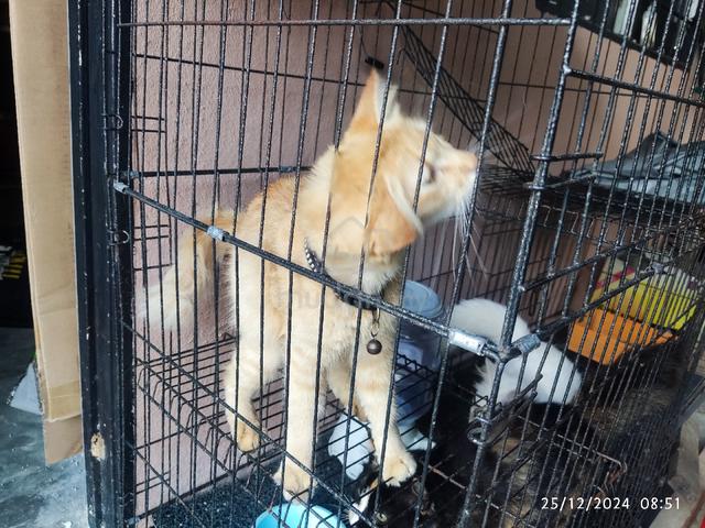 Ibu dan Anak Kucing Baka DLH - Pets for sale in Kota Bharu, Kelantan