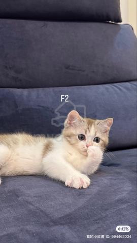 Golden British x Ragdoll Cat for Sale – Female - Pets for sale in Seri ...