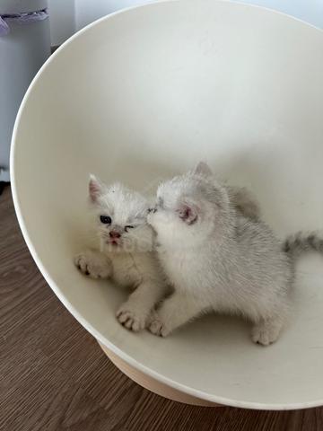 Pure BSH Silver Shaded/ British Short Hair - Pets for sale in Seri ...