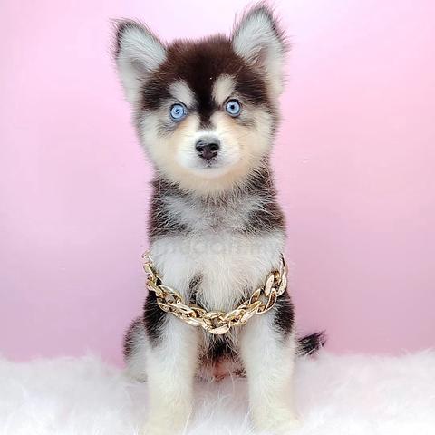 Kawaii Pomsky Puppy Dog Pet Pom x Husky *yu.0628 - Pets for sale in ...