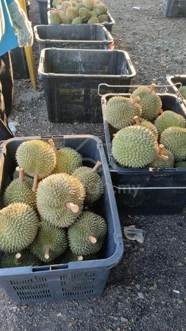 Agricultural Land for Sale, 60 Acre(s), Temoh, Perak 107365199 | Mudah.my