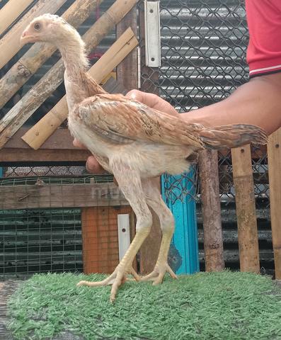 Ayam pama ninja - Pets for sale in Wakaf Baru, Kelantan