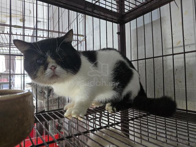 Bsh Munchkin male - Pets for sale in Others, Melaka