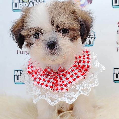 Chubby Face Shih Tzu Puppu Dog Pet *yu.01649 - Pets for sale in Puchong ...