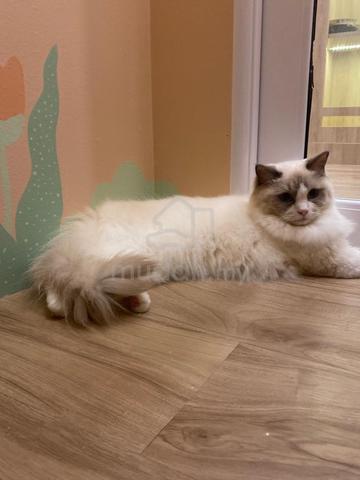 Blue Bicolor Ragdoll Female - Pets for sale in Horizon Hills, Johor