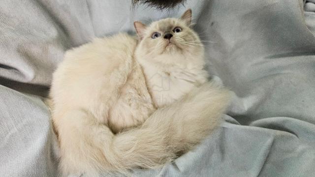 Chocolate Point Mitten Pure Ragdoll 8 months old - Pets for sale in ...