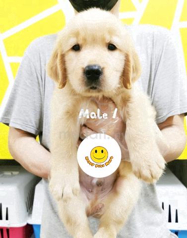 Golden Retriever light gold color baby dog - Pets for sale in Puchong ...