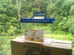 Plastik Bekas Ikan 400mm - Pets for sale in Kota Bharu, Kelantan