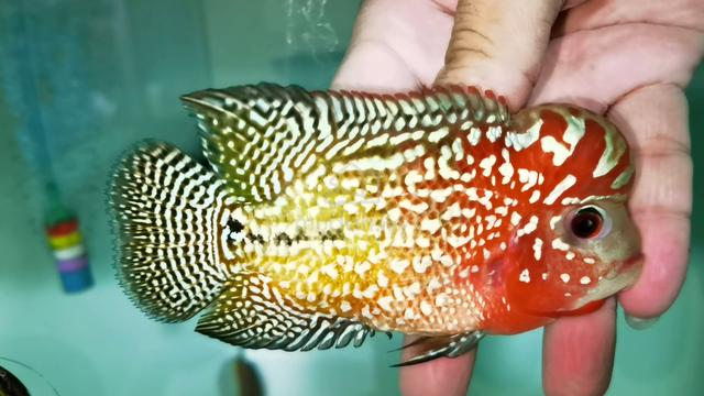 Two Tone King Kamfa F2 Flowerhorn Flower Horn - Pets for sale in Bandar Bukit Tinggi, Selangor