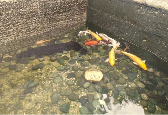 Arapaima Gigas - Pets for sale in Puchong, Selangor