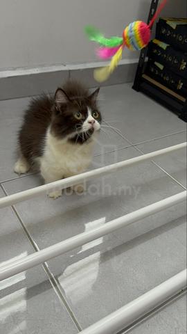 Female Munchkin - Pets for sale in Petaling Jaya, Selangor