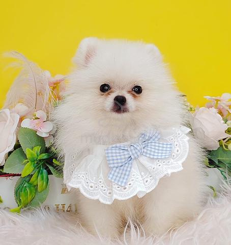 Super Small Tiny Mini Pomeranian Puppy Dog *MJ164 - Pets for sale in ...