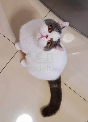 BSH Vans Colour Male - Pets for sale in Alam Impian, Selangor