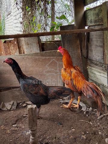 ayam baka - Pets for sale in Kuala Terengganu, Terengganu