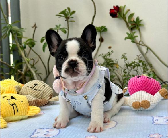 "OREO" Frech Bulldog "奥利奥"法斗犬 - Pets for sale in Klang, Selangor