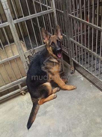 German Shepherd showline with Mka cert & microchip - Pets for sale in ...