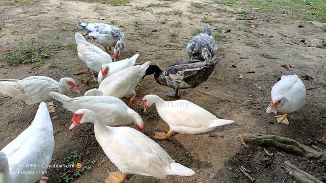 itik putih dan itik lavender - Pets for sale in Yan, Kedah