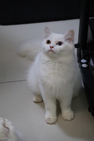 Kitten Odd Eye - Pets for sale in Gelang Patah, Johor