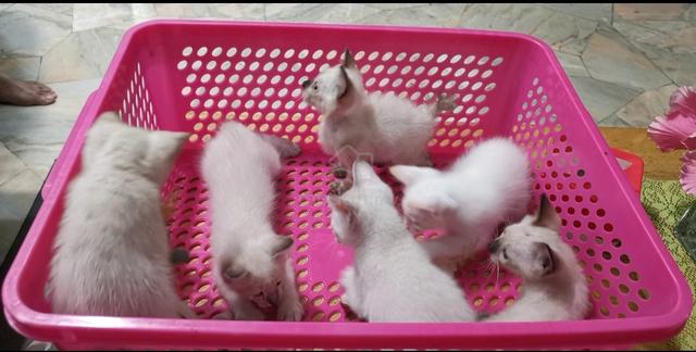 Kucing Siam KS006M - Pets for sale in Juru, Penang