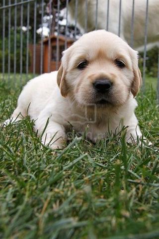 Q111 grumpy golden puppy dog - Pets for sale in Puchong, Kuala Lumpur