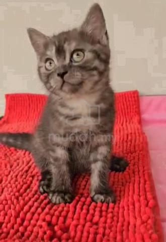 BSH British Shorthair Male kitten Rare color - Pets for sale in Sungai ...