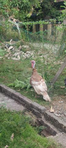 ayam piru - Pets for sale in Georgetown, Penang