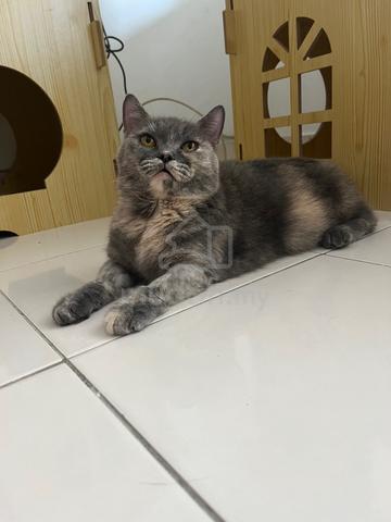 Calico Munchkin - Pets for sale in Kota Damansara, Selangor