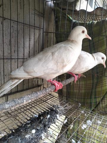 sepasang induk tekukur jawa - Pets for sale in Tumpat, Kelantan