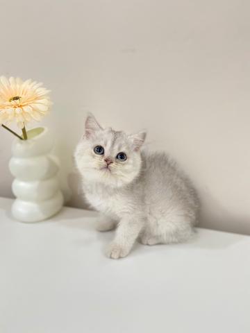 kucing bsh british silver - Pets for sale in Johor Bahru, Johor