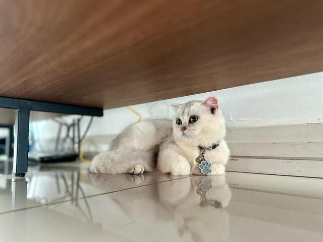 British Short Hair Silver Shaded NS11 - Pets for sale in Shah Alam ...