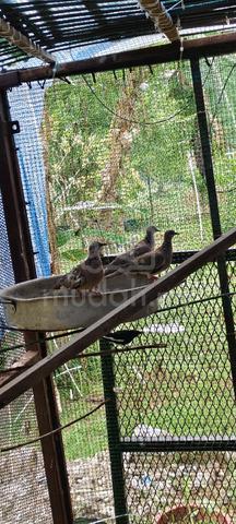 burung terkukur - Pets for sale in Nilai, Negeri Sembilan