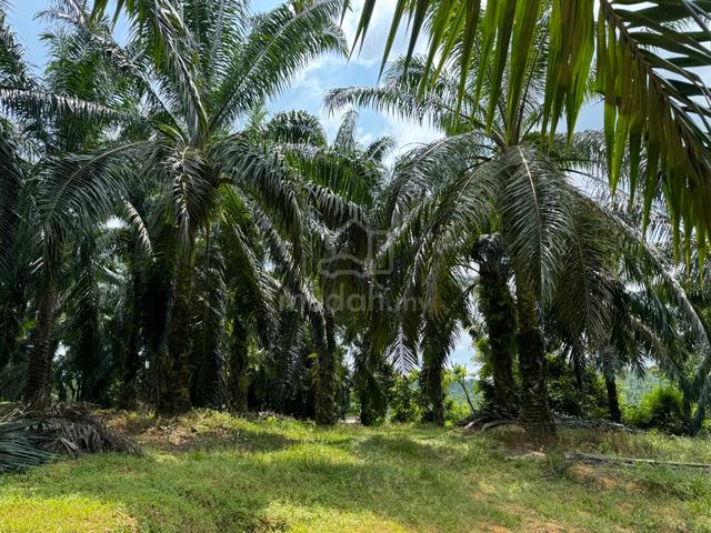 Agricultural Land for Sale, 10 Acre(s), Kuala Pilah, Negeri Sembilan ...