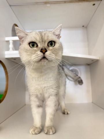 British shorthair/BSH silver 银渐层 - Pets for sale in Semenyih, Selangor