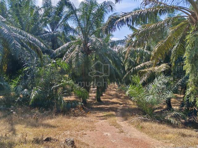 Agricultural Land for Sale, 3.22 Acre(s), Linggi, Negeri Sembilan ...