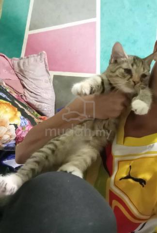 kucing mix breed british shorthair - Pets for sale in Taiping, Perak