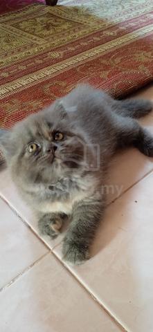 Kucing parsi - Pets for sale in Pasir Mas, Kelantan