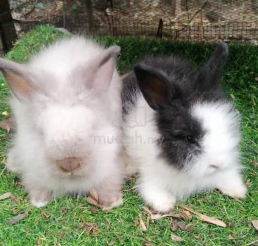 Teddy bear and mix teddy - Pets for sale in Others, Perlis