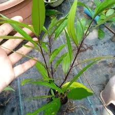 Pokok Gandarusa Hitam - Garden Items for sale in Tanah Merah, Kelantan