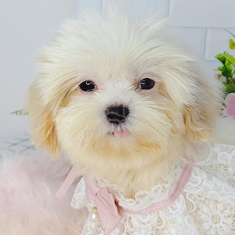 Face Shih Tzu Puppu Dog Pet MJ567 - Pets for sale in Puchong, Selangor