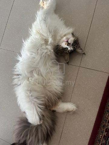DAH MANDUL (umur 2 tahun) Kucing Mainecoon Male - Pets for sale in ...
