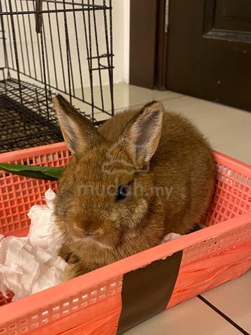 Arnab Netherland Dwarf Rabbit ND - Pets for sale in Cheras, Selangor