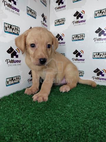 Cream Labrador with MKA - Pets for sale in Ambang Botanic, Selangor