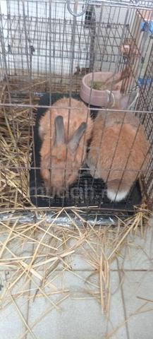 rabbit - Pets for sale in Ipoh, Perak