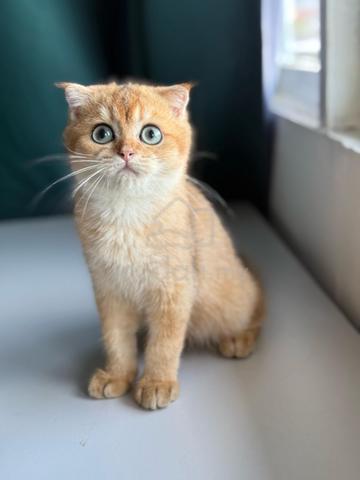 Golden Fold - Pets for sale in Kuching, Sarawak