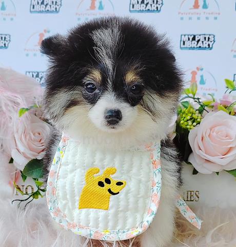 Super Small Tiny Mini Pomeranian Puppy Dog *MJ102 - Pets for sale in ...