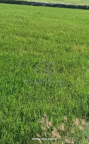 Agricultural Land for Sale, 1.8 Acre(s), Bukit Mertajam, Penang ...