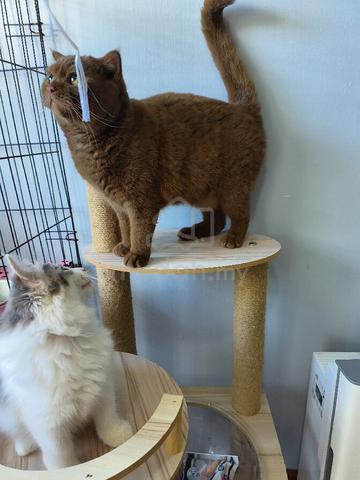 kucing Scottish fold cinnamon - Pets for sale in Others, Pahang