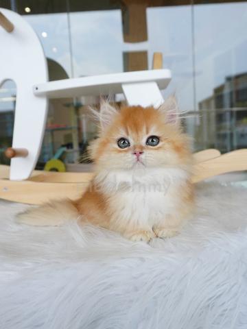 Import ! Napoleon short leg cat 拿破仑金渐层 - Pets for sale in Semenyih ...