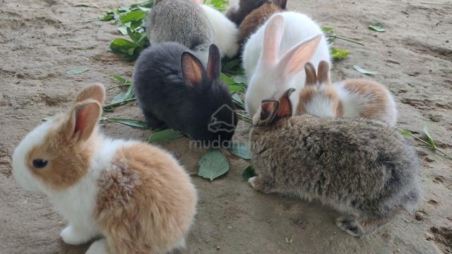 arnab rabbit - Pets for sale in Others, Perak